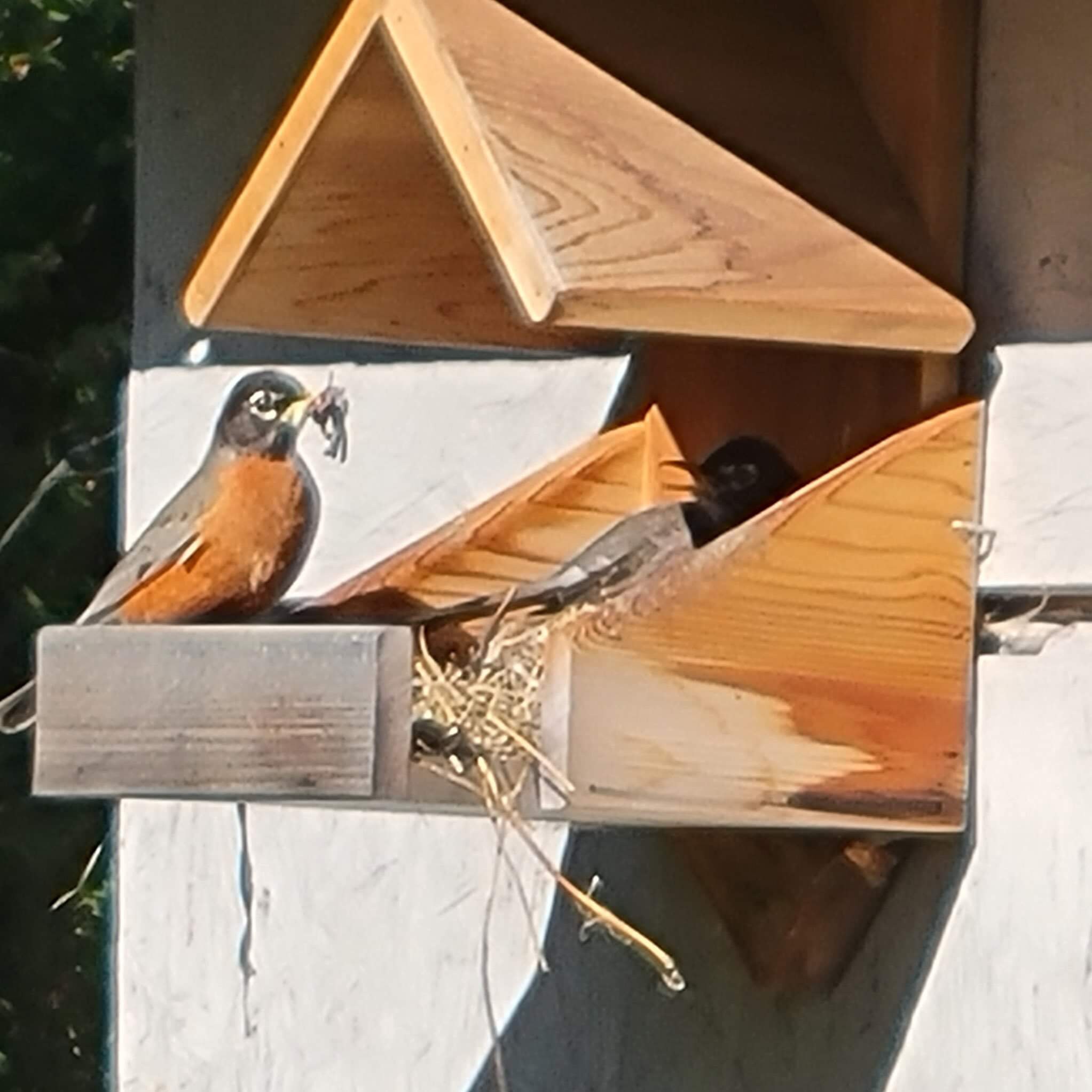 Robins Roost Nest Box - Etsy