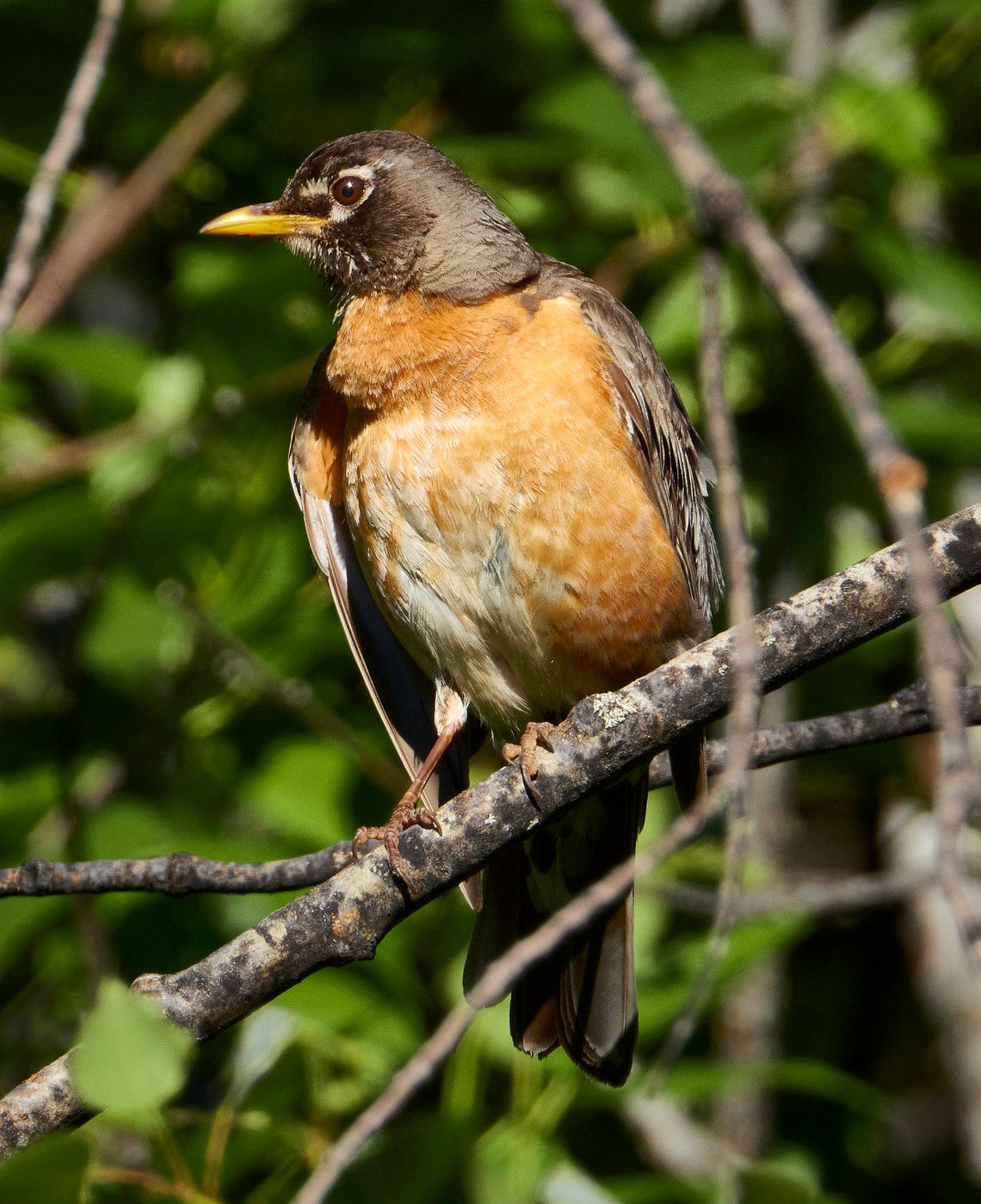 Robins Roost Nest Box - Etsy Canada