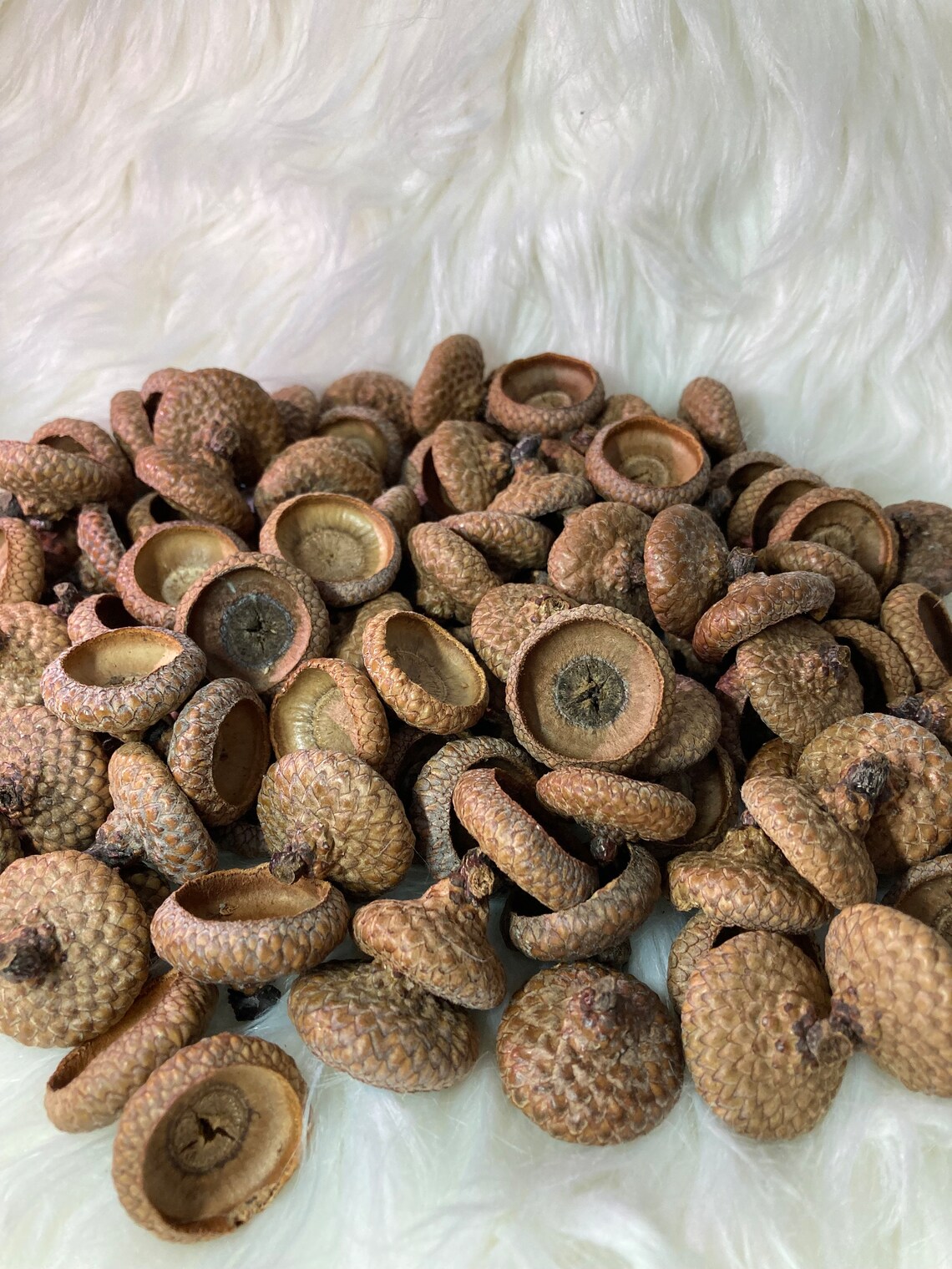 Explorez le charme de la nature : des glands en parfait état pour du ...