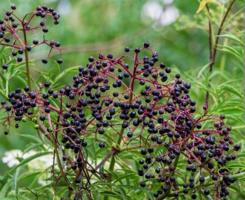 Dried Elderberries - Etsy