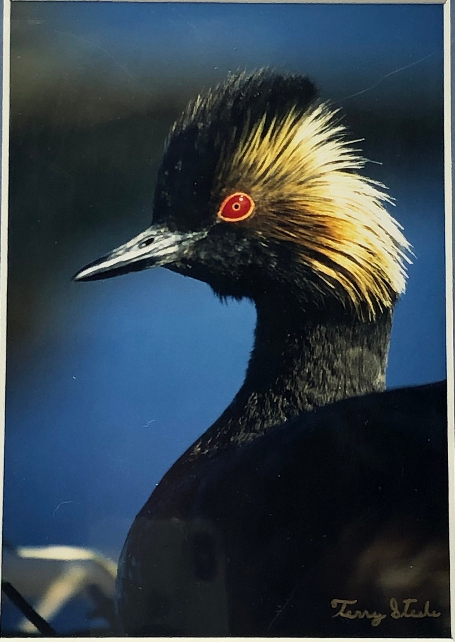 Black-necked Grebe Signed Photo Print Terry Steele | Etsy