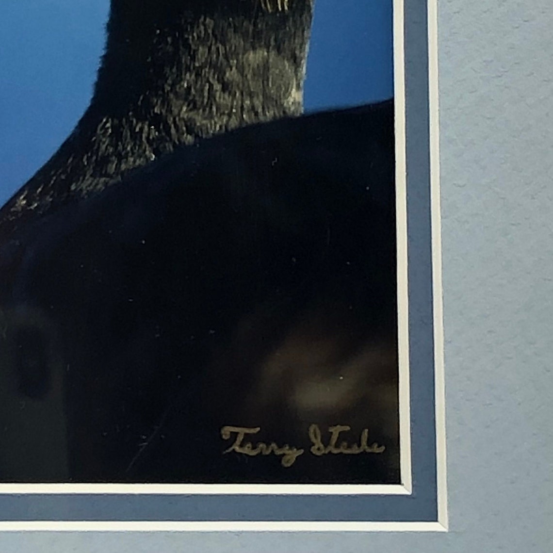 Black-necked Grebe Signed Photo Print Terry Steele | Etsy