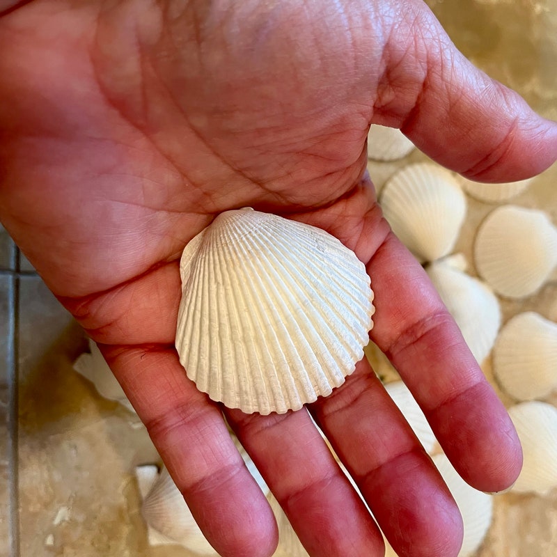 Calico Scallop Shell - Etsy