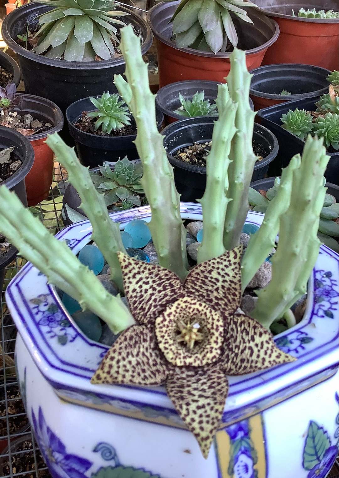 2 Bare Root Plants of Stapelia Desmentiana, Orbea Variegata (little ...