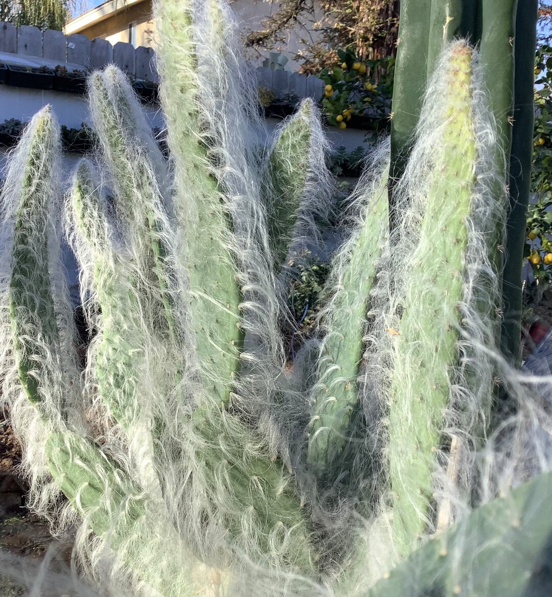 Snow Cactus Opuntia (snow Prickly Pear) "blue Jacket" - Etsy