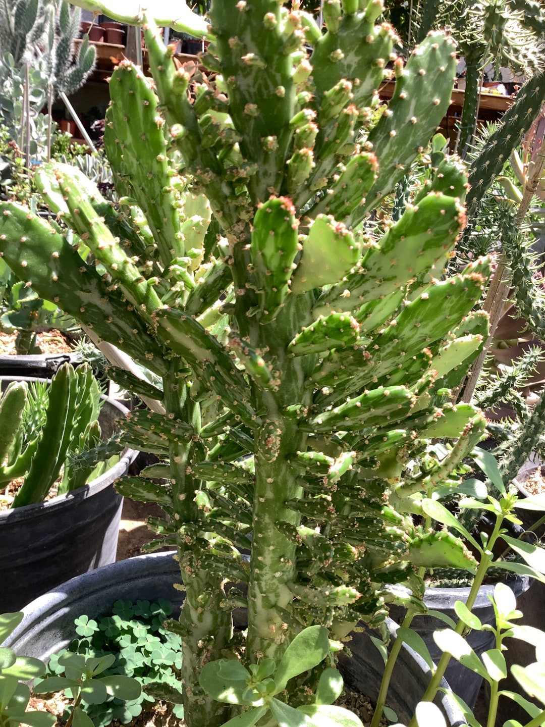 Joseph’s Coat Variegated Aka Opuntia Monacantha F. Monstruosa Variegata ...