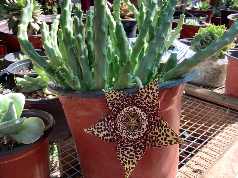 2 Bare Root Plants of Stapelia Desmentiana Orbea Variegata - Etsy