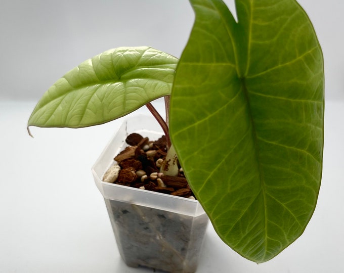 Alocasia bisma Platinum L LIVE Plant - Etsy
