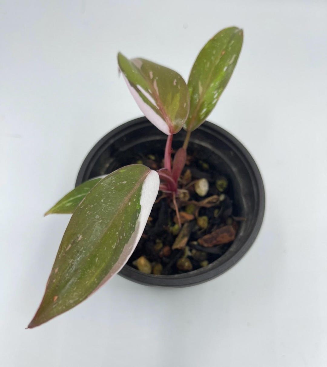 Philodendron Red Anderson L LIVE Plant - Etsy