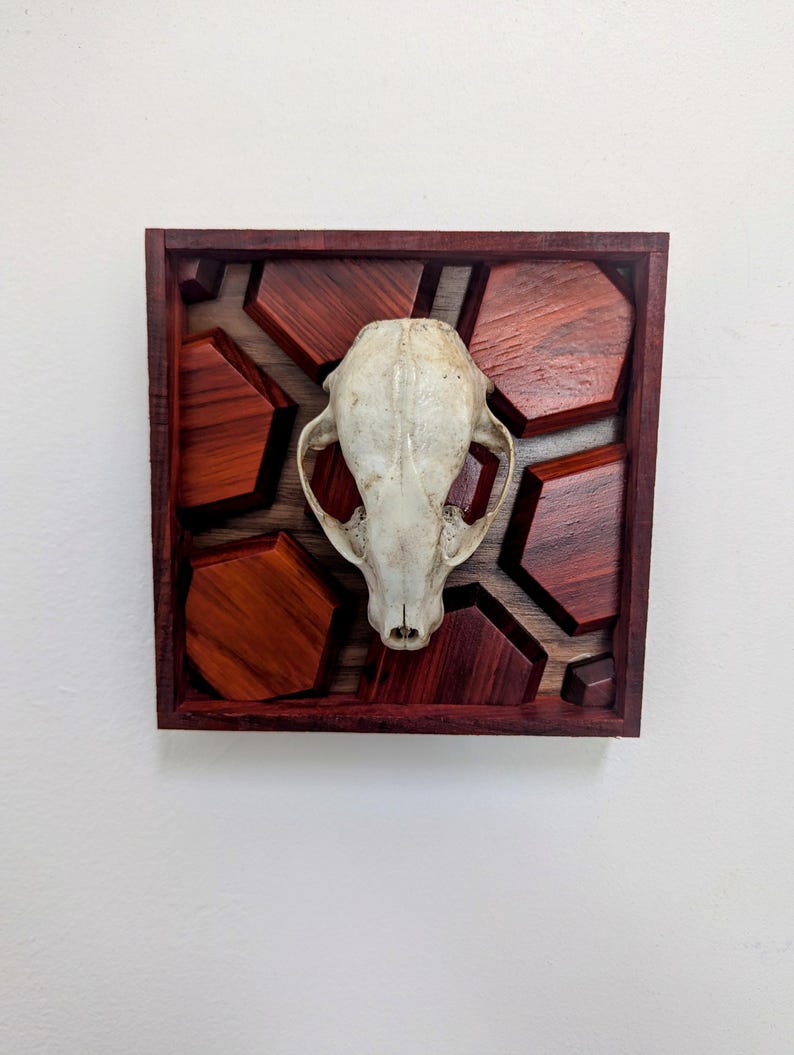 Raccoon Mounted Skull, Geometric Wall Art - Etsy