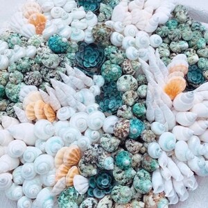 Sea Shell Wall Panels Full Wall Mosaics All Natural Seashells Urchins ...