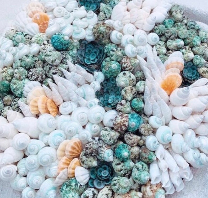 Sea Shell Wall Panels Full Wall Mosaics All Natural Seashells Urchins ...