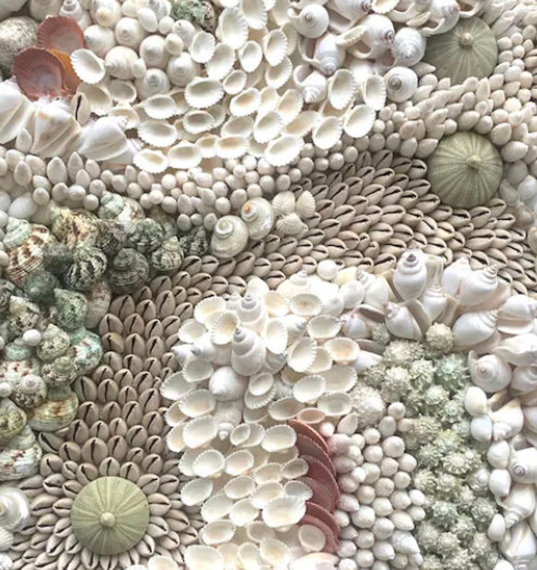 Sea Shell Wall Panels Full Wall Mosaics All Natural Seashells Urchins ...