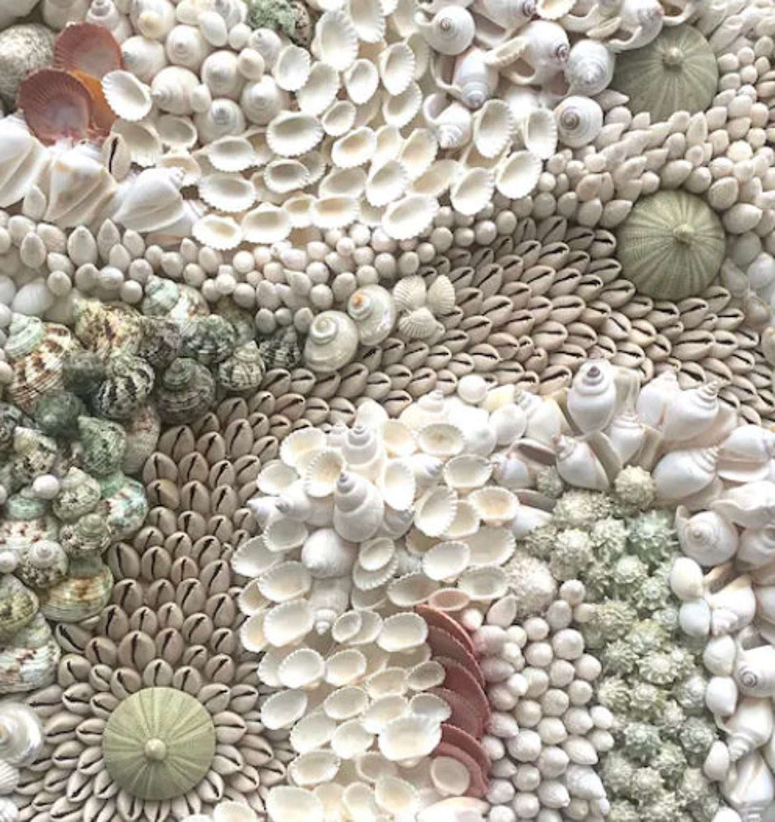 Sea Shell Wall Panels Full Wall Mosaics All Natural Seashells Urchins ...