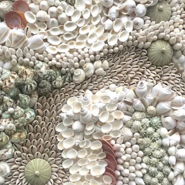 Sea Shell Wall Art - Etsy