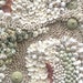 Sea Shell Wall Panels Full Wall Mosaics All Natural Seashells Urchins ...
