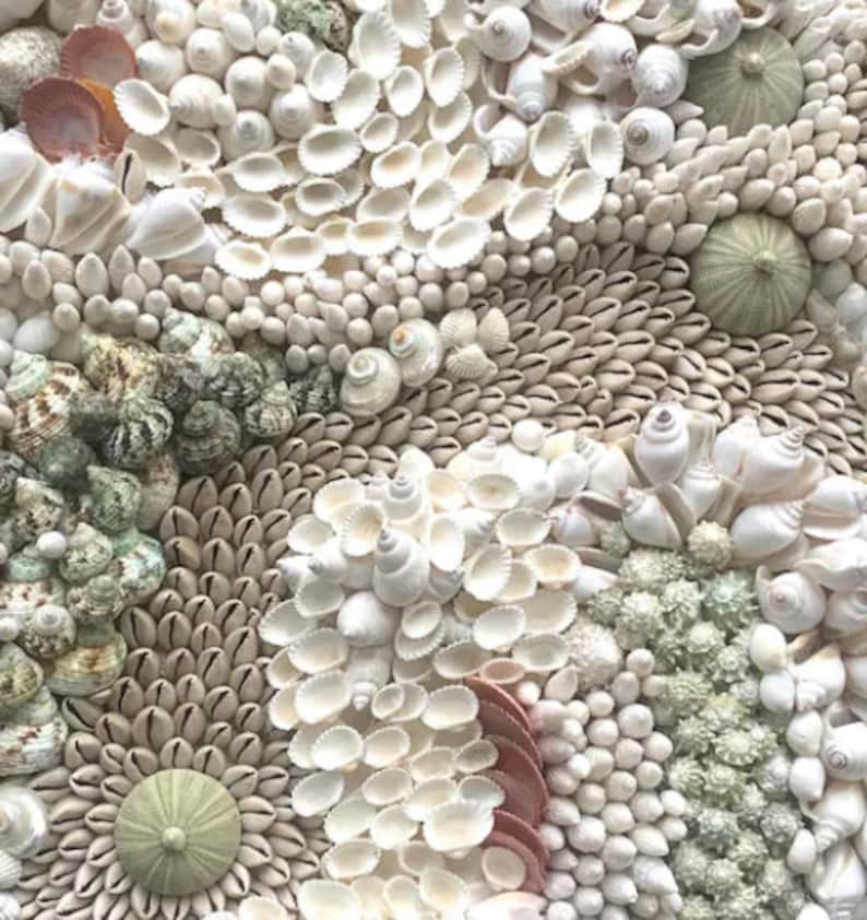 Sea Shell Wall Panels Full Wall Mosaics All Natural Seashells Urchins ...