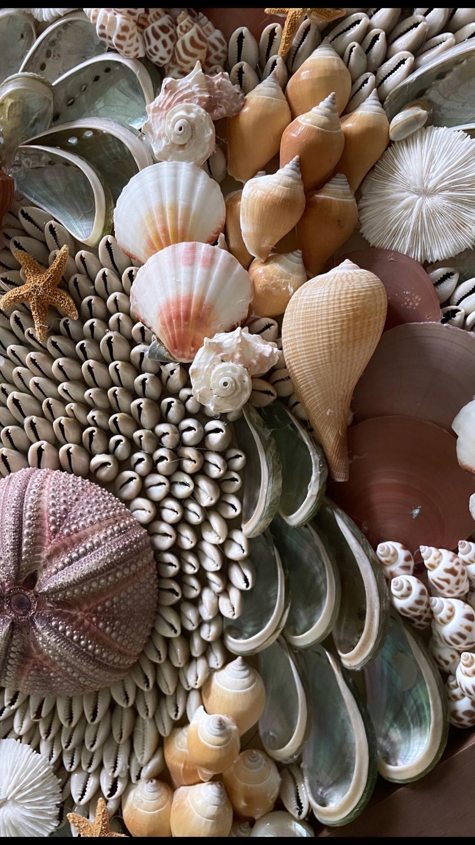 Large Framed Seashell Wall Mosaic CORAL REEF Natural Sculpture Wall ...