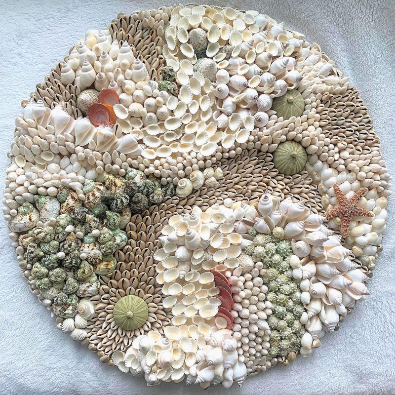 Large Seashell Wall Art - Etsy