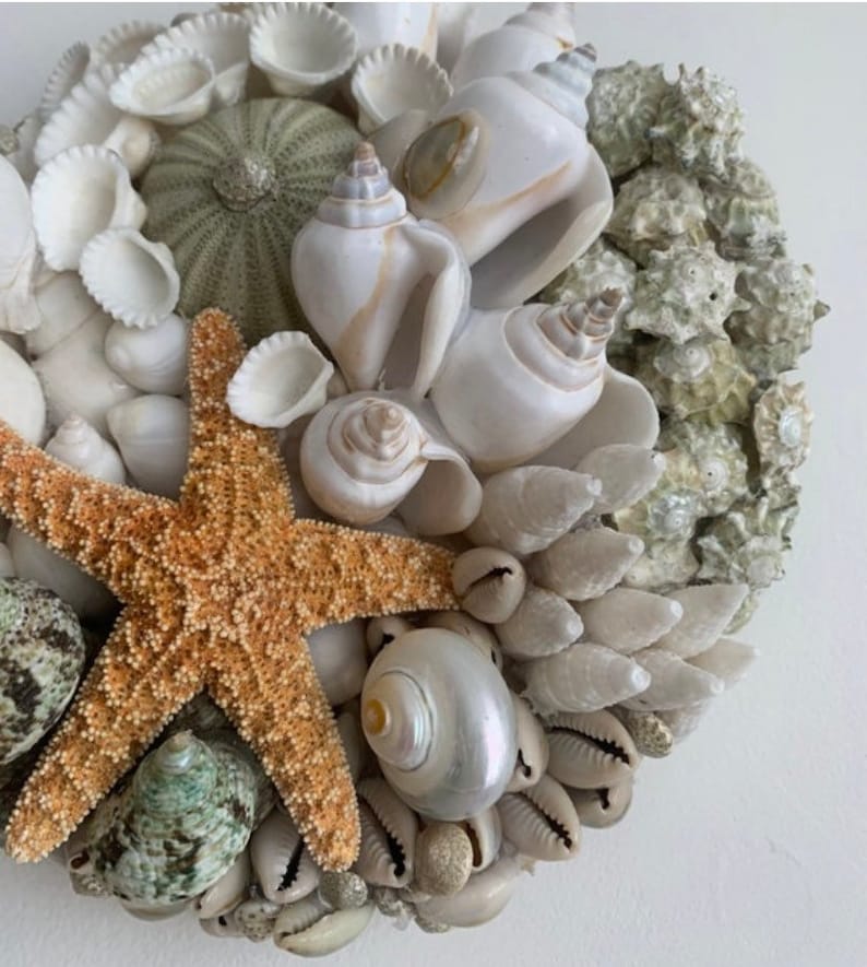 Seashell Mural DEEP SEA CORALREEF Natural Sea Shells Urchins - Etsy