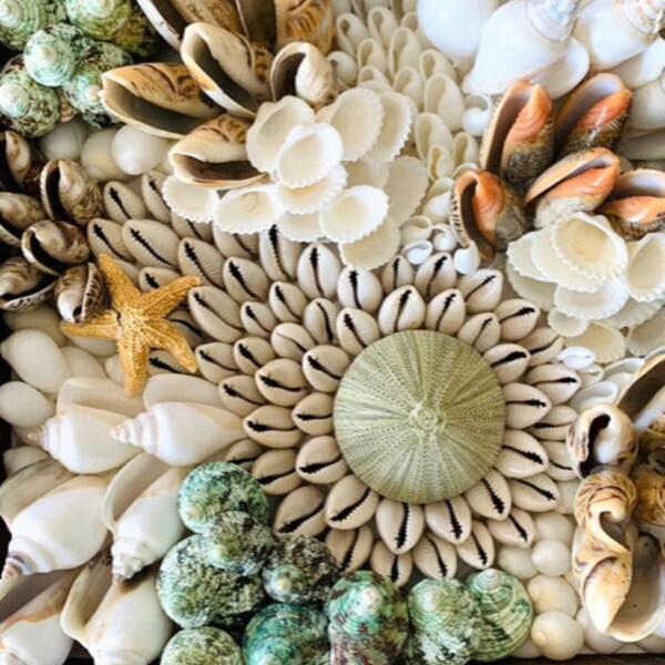 Sea Shell Wall Art - Etsy
