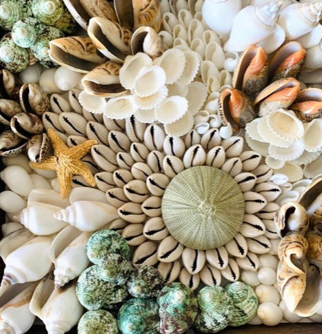 Sea Shell Wall Panels Full Wall Mosaics All Natural Seashells Urchins ...