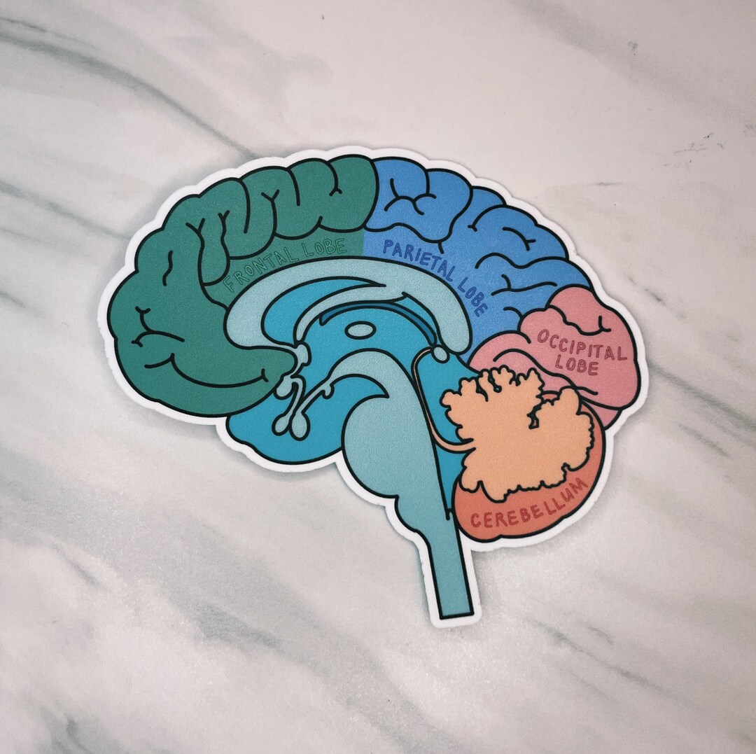 Anatomical Brain Sticker - Etsy