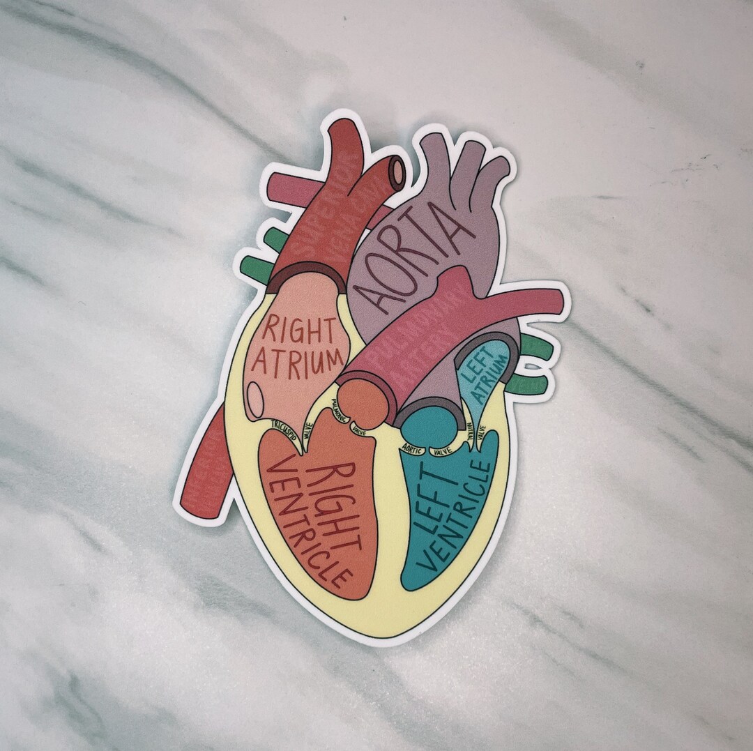 Anatomical Heart Sticker - Etsy