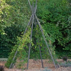 Modern Garden Tipi Trellis - Etsy