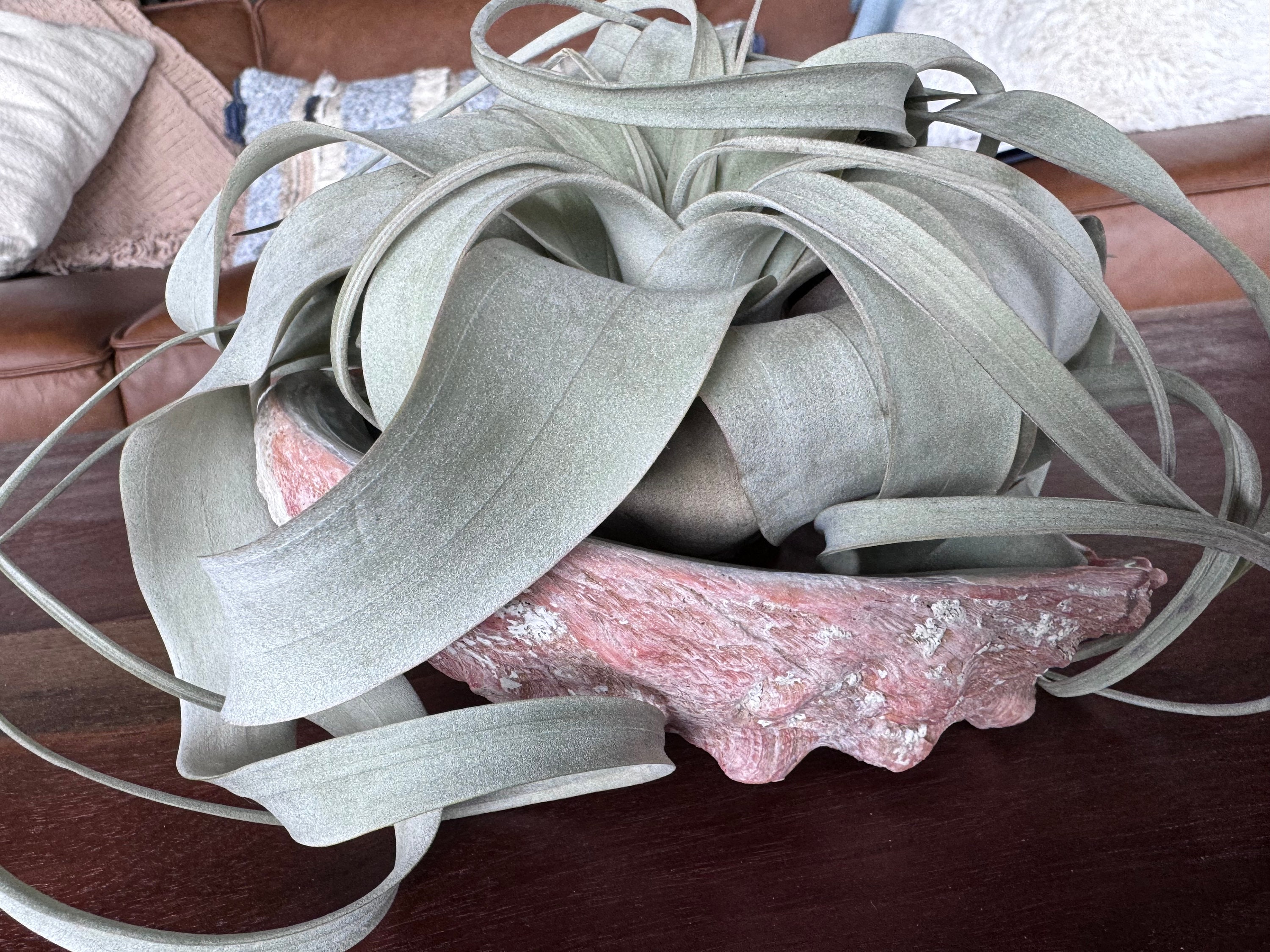 Tillandsia Xerographica Large Air Plant in and Abalone Shell, Air Plant ...