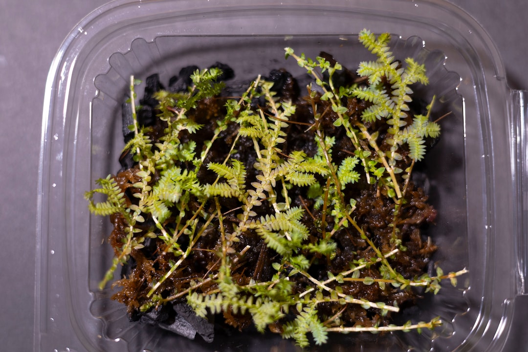 Mini Terrarium of Rainbow Peacock Moss Growing Ontop of Bryum - Etsy