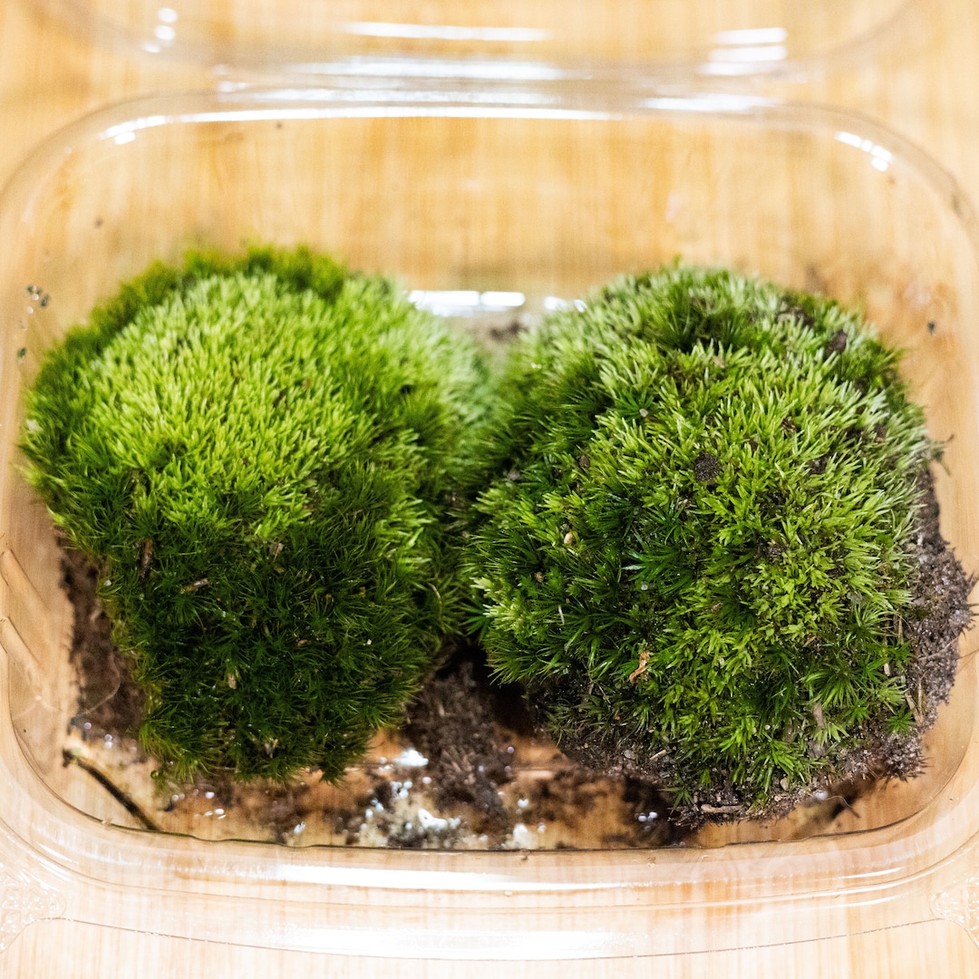 Mix Colored Cushion Moss Clumps Mossy Set - Etsy