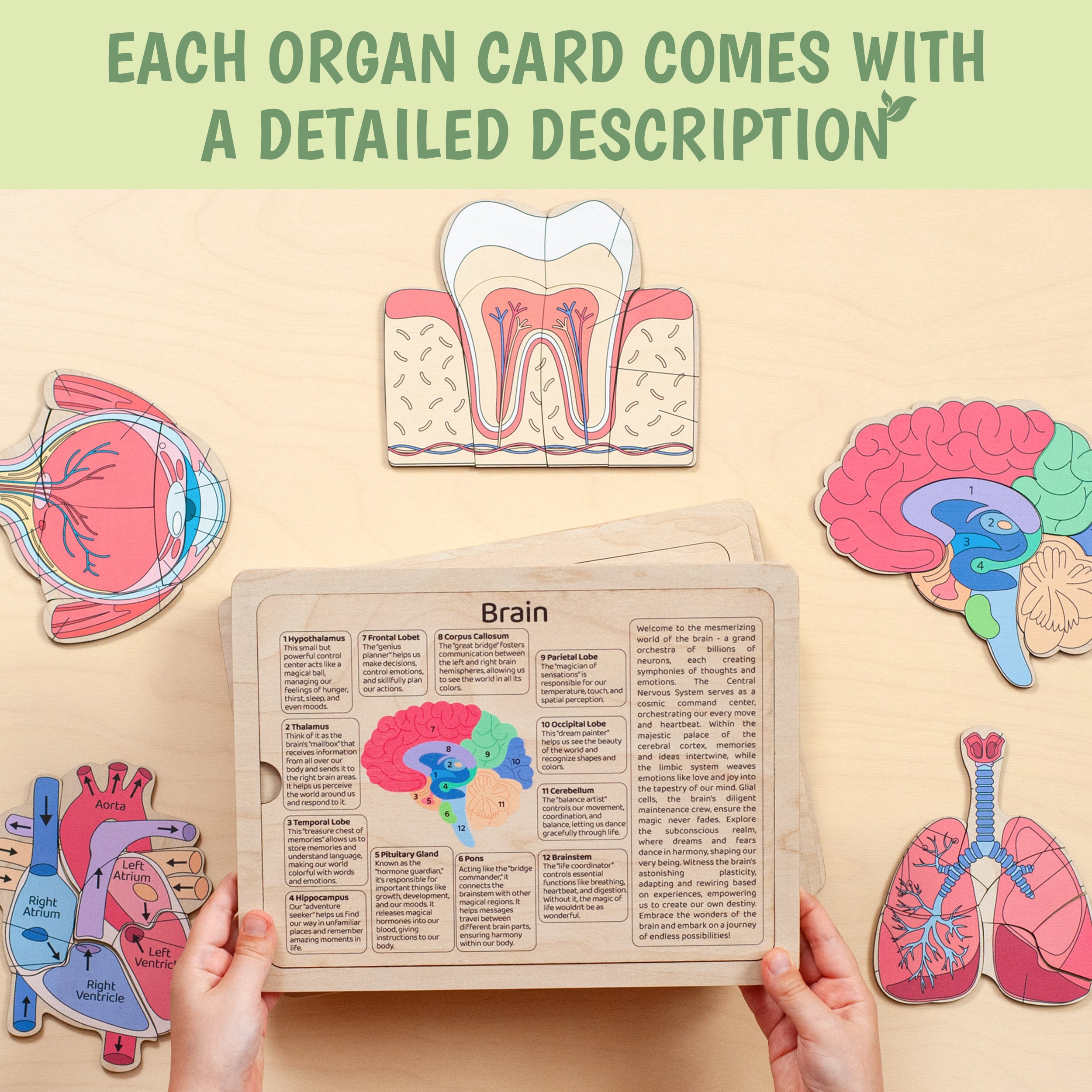 Human Anatomy Wooden Busy Book for Kids by Ecobabypuzzle, Human Organs ...