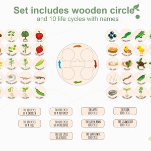 Flash Cards Life Cycle, Wooden Life Cycle Puzzle, Gift for Toddlers ...