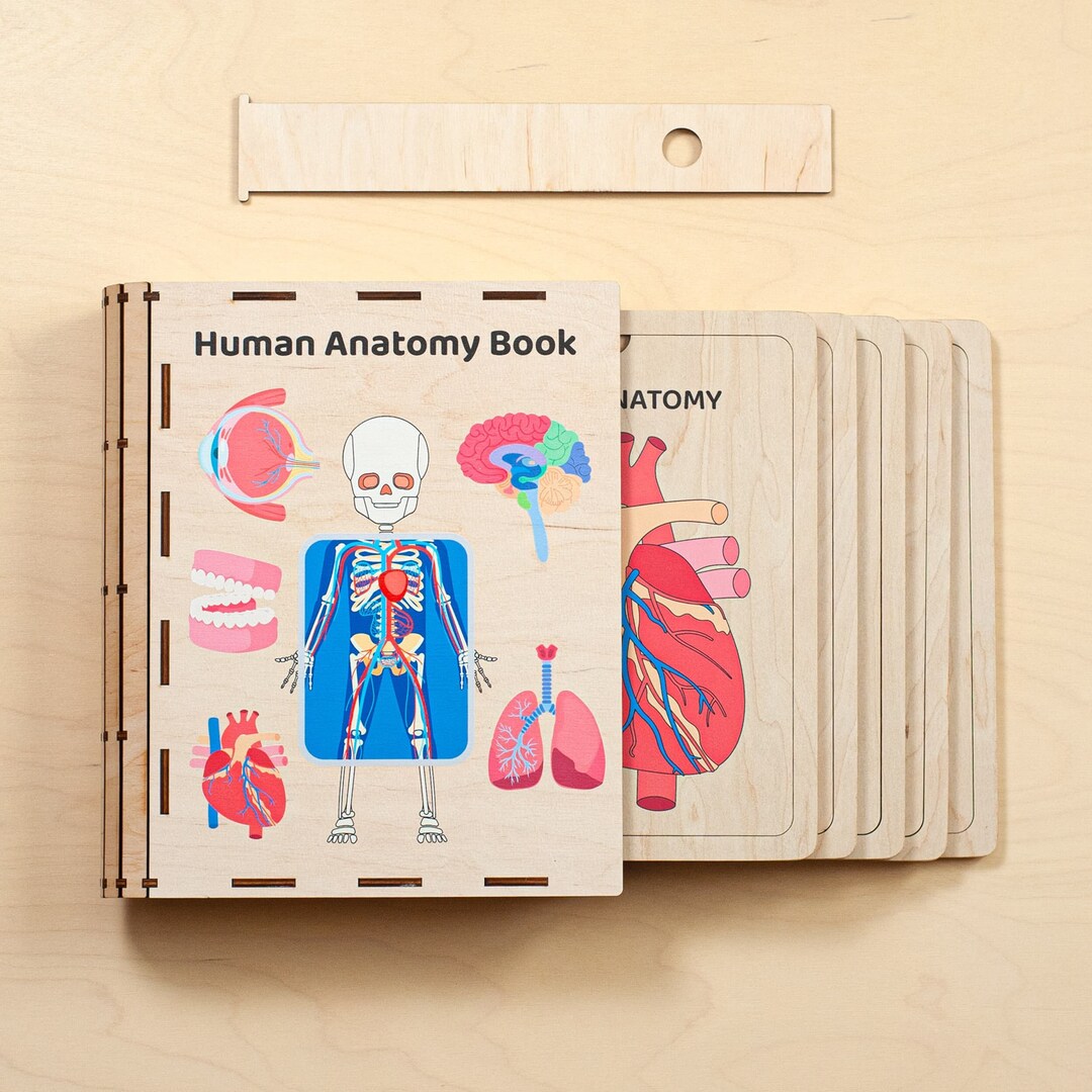 Learning Human Anatomy for Toddler, Human Organs Puzzle Book ...