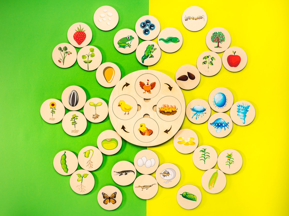 Gift for Kids Wooden Puzzle Life Cycle Puzzle Montessori - Etsy