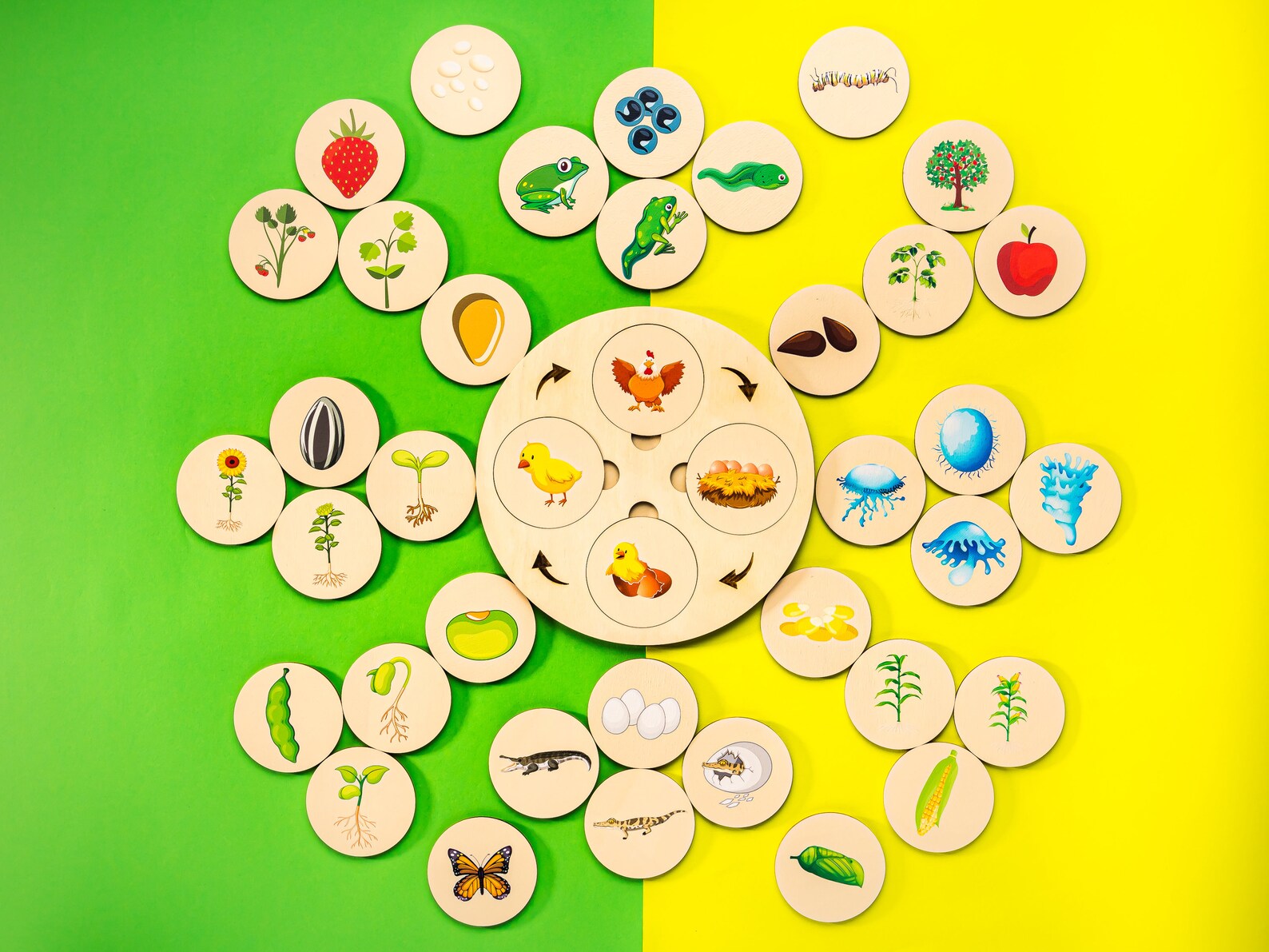 Gift for Kids Wooden Puzzle Life Cycle Puzzle Montessori - Etsy