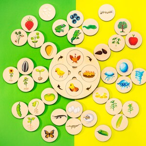 Gift for Kids Wooden Puzzle Life Cycle Puzzle Montessori - Etsy