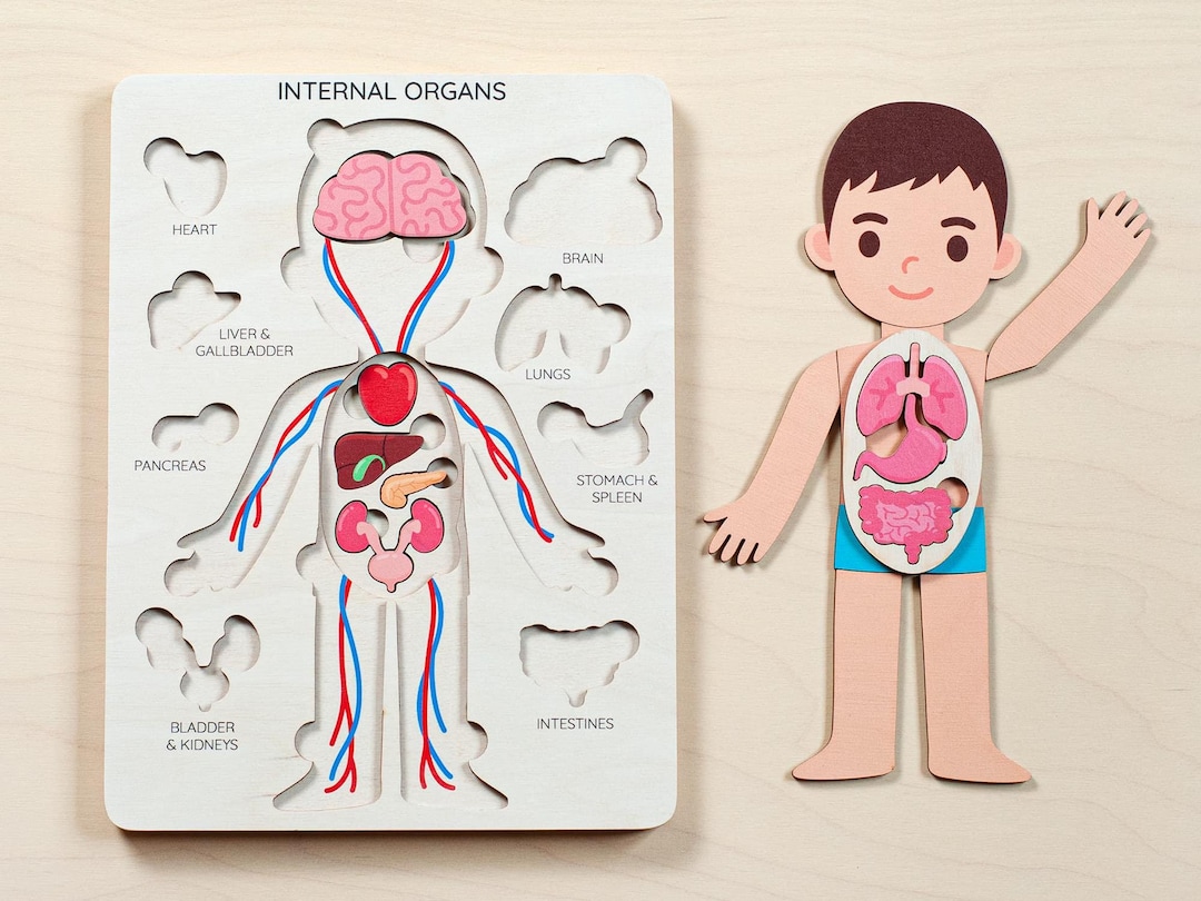 Human Body Anatomy Puzzle Board for Toddlers, Learning Body Parts ...