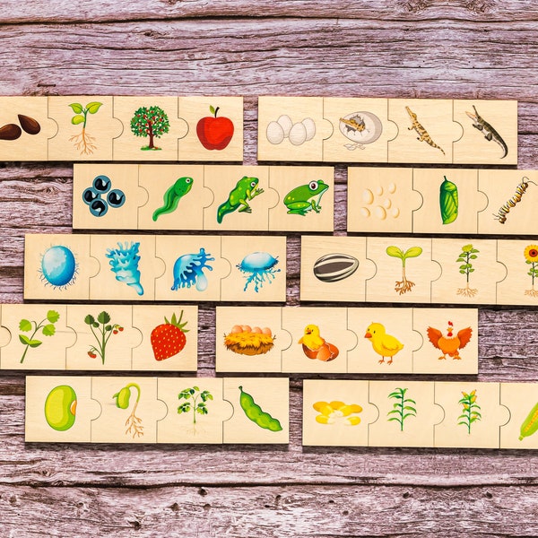 Life Cycle Puzzle - Etsy