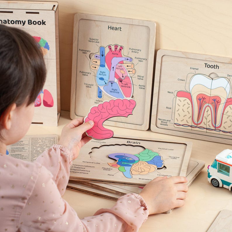 School Preparation Wooden Human Anatomy Busy Book, Montessori Organs ...