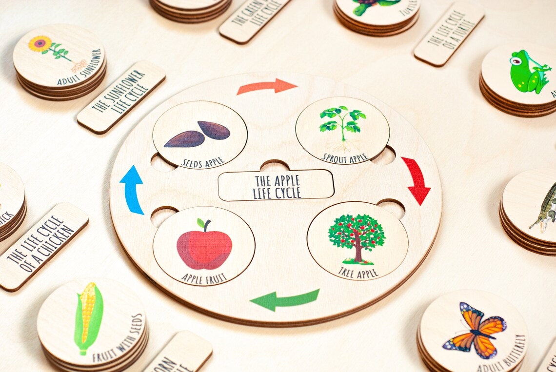 Gift for Kids Wooden Puzzle Life Cycle Puzzle Montessori - Etsy