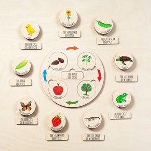 Flash Cards Life Cycle, Wooden Life Cycle Puzzle, Gift for Toddlers ...