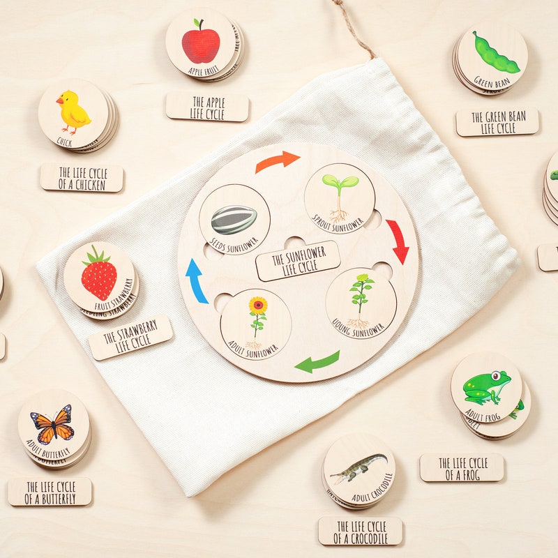 Life Cycle Puzzle - Etsy