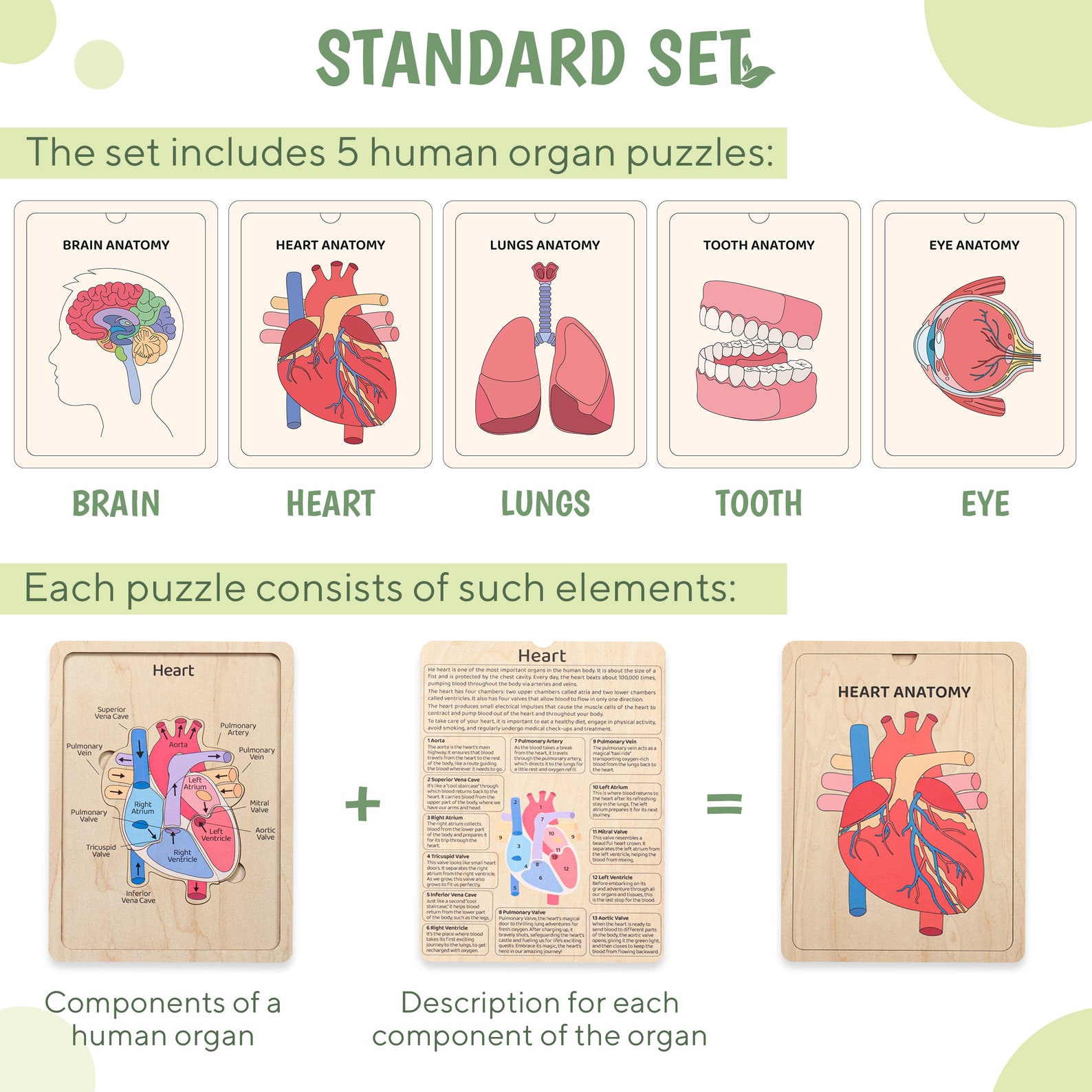 School Preparation Wooden Human Anatomy Busy Book, Montessori Organs ...