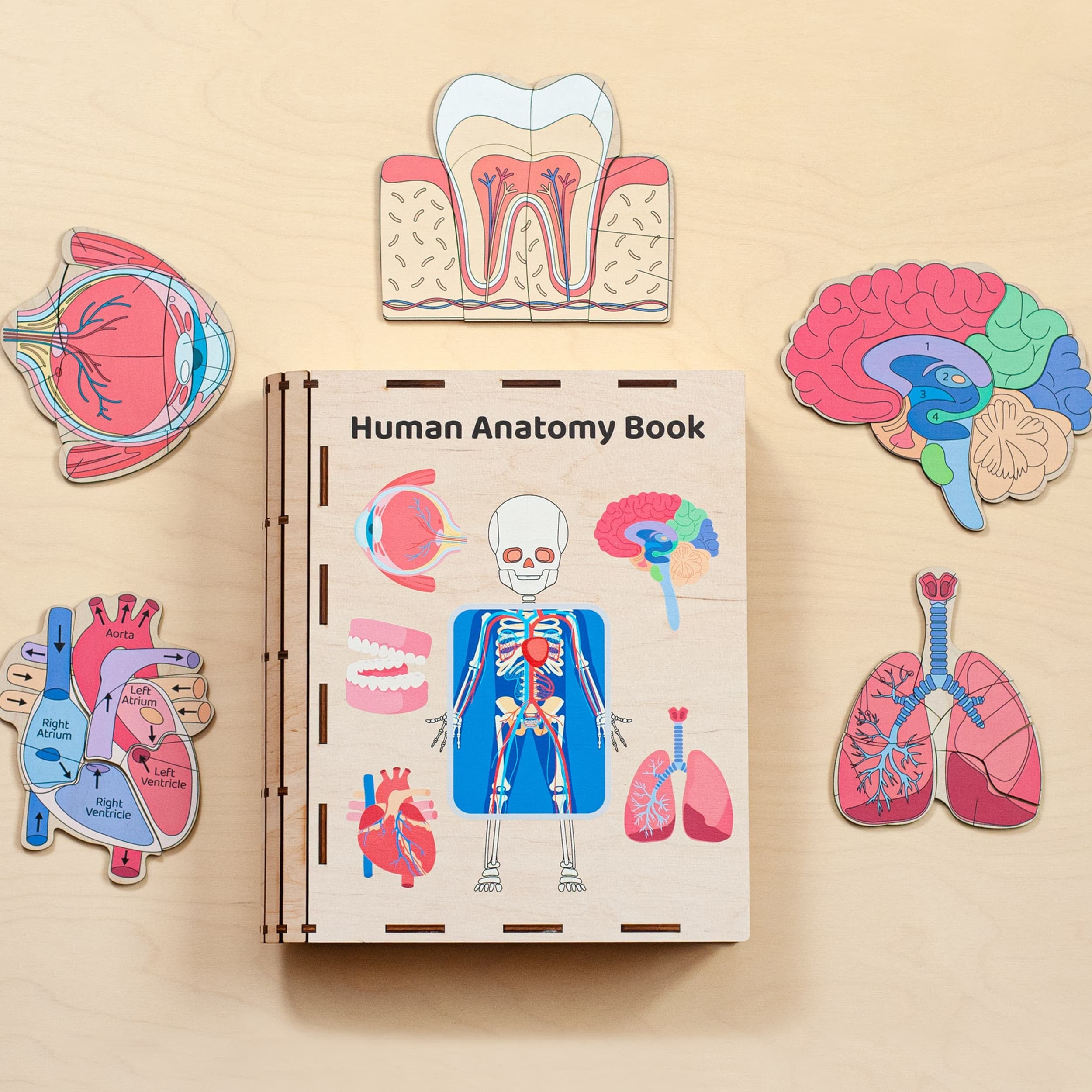 School Preparation Wooden Human Anatomy Busy Book, Montessori Organs ...