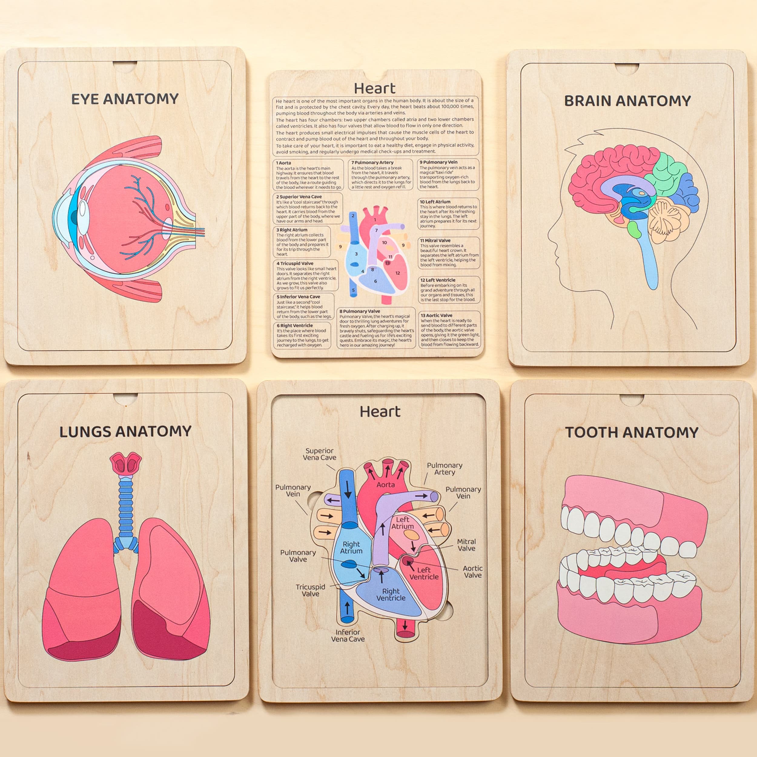 School Preparation Wooden Human Anatomy Busy Book, Montessori Organs ...