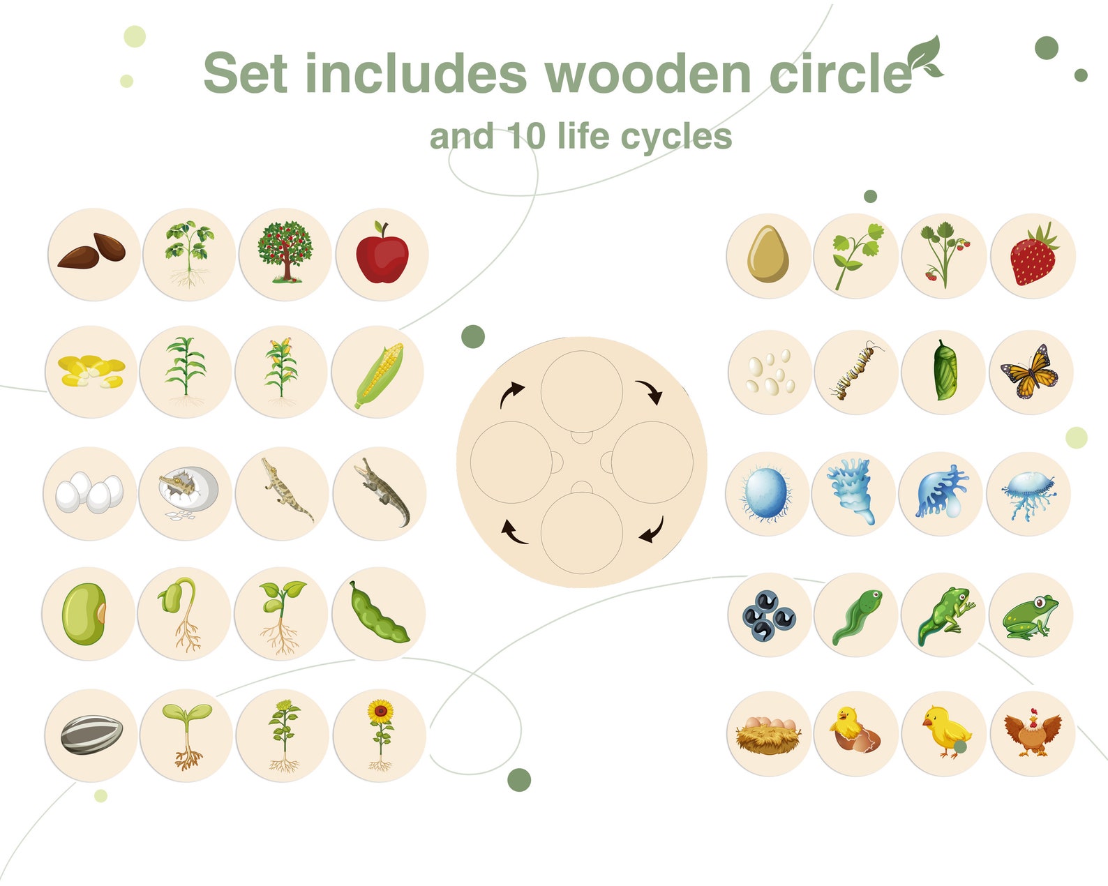 Gift for Kids Wooden Puzzle Life Cycle Puzzle Montessori - Etsy