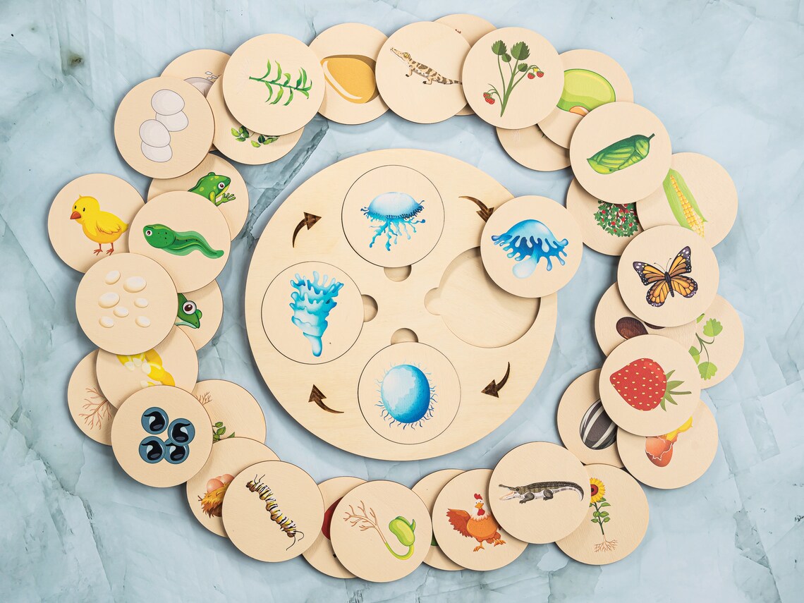 Wooden Life Cycle Puzzle Gift for Kids Montessori Life Cycle - Etsy