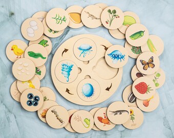 Wooden Life Cycle Board - Etsy